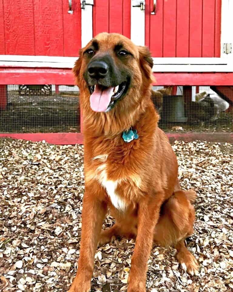 11 Unique Irish Setter Mixes You'll Love (With Pictures)