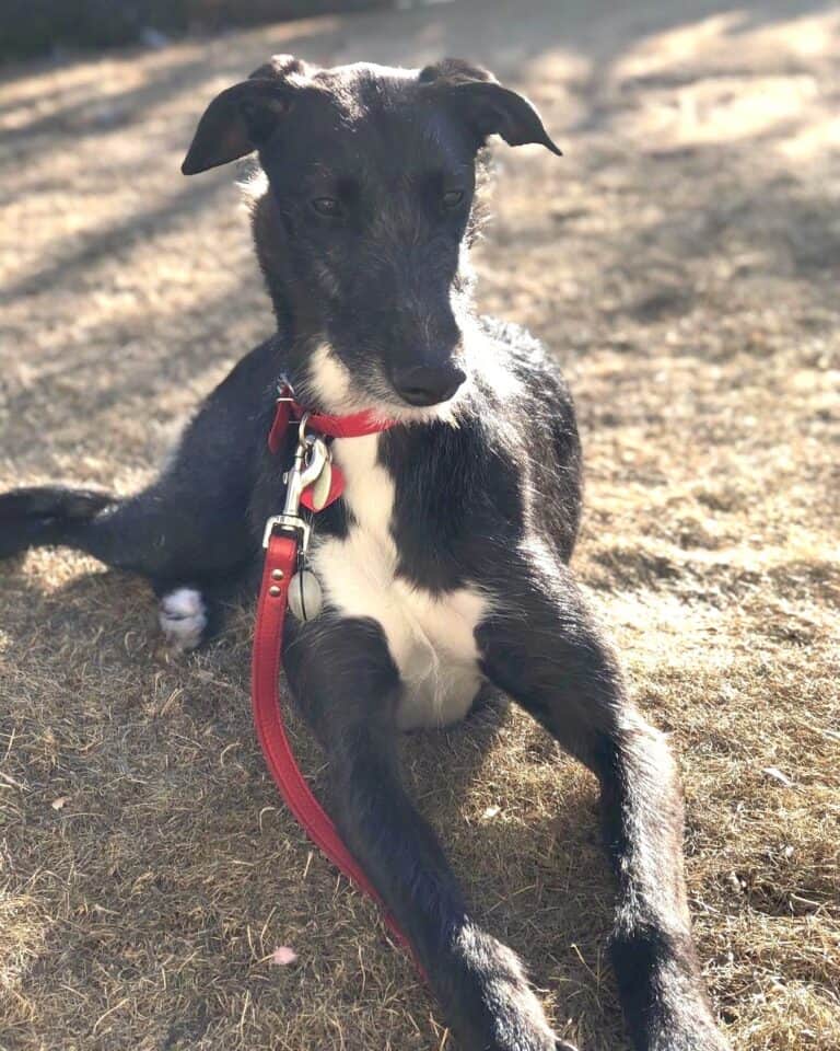 Greyhound Mixes: 24 Skinny Crossbreeds (With Pictures)