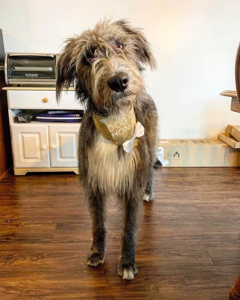 13 Unique Old English Sheepdog Mixes (With Pictures)