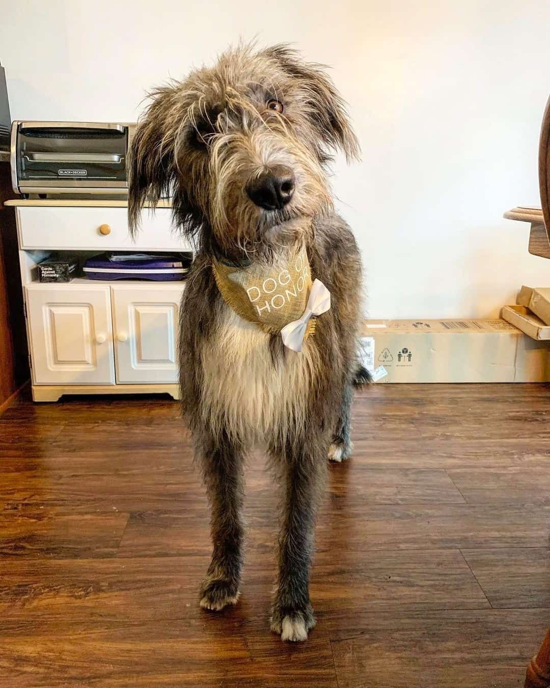13 Unique Old English Sheepdog Mixes (With Pictures)