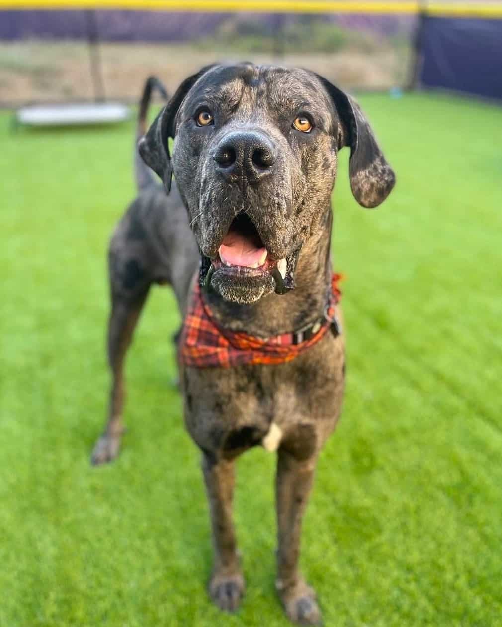 18 Popular Cane Corso Mixes You'll Love (With Pictures)