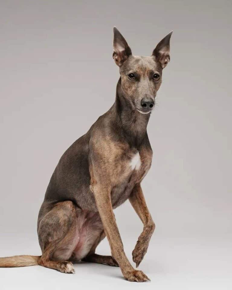 35 Whippet Mixes: A Complete Guide (With Pictures)
