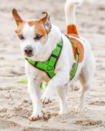 53 Most Adorable Jack Russell Terrier Mixes (With Pictures)
