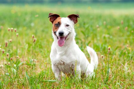 53 Most Adorable Jack Russell Terrier Mixes (With Pictures)