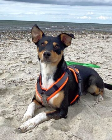 53 Most Adorable Jack Russell Terrier Mixes (With Pictures)