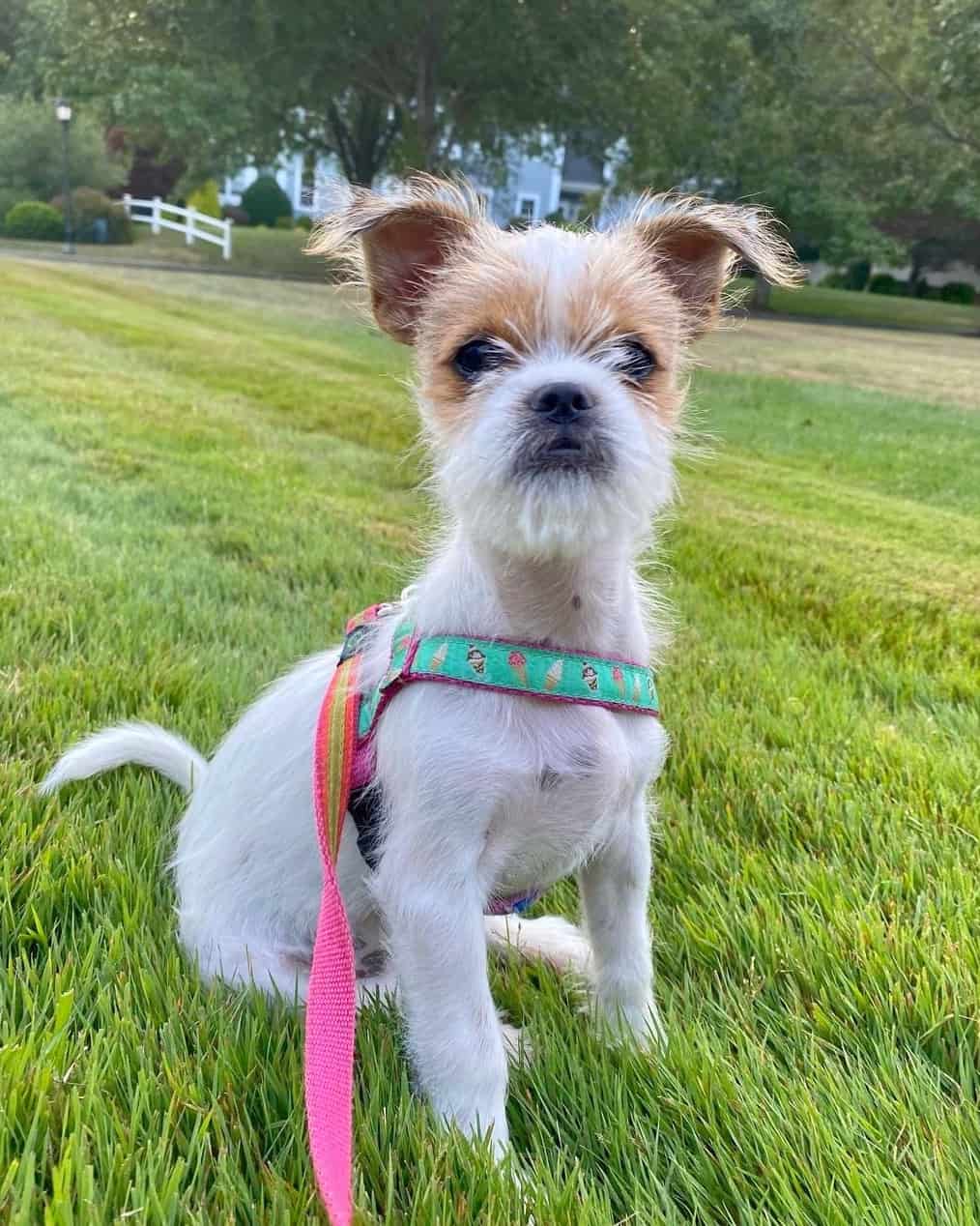 53 Most Adorable Jack Russell Terrier Mixes (With Pictures)