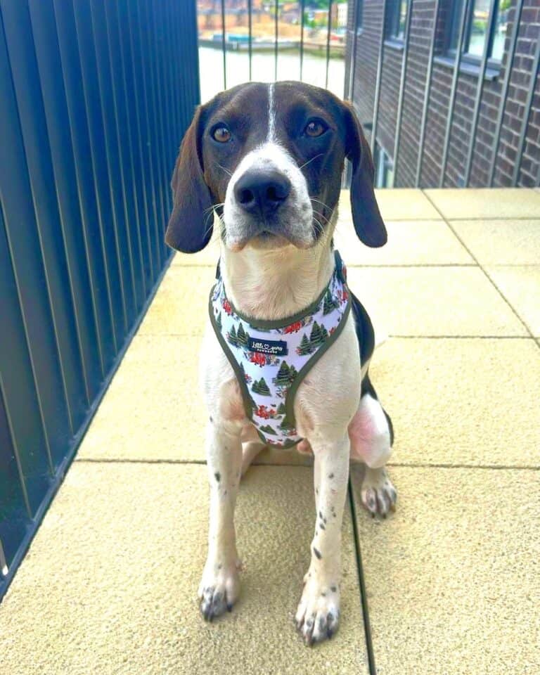 53 Most Adorable Jack Russell Terrier Mixes (With Pictures)