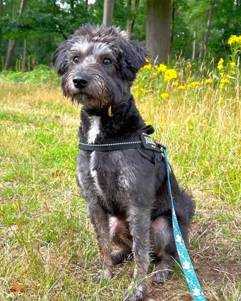 53 Most Adorable Jack Russell Terrier Mixes (With Pictures)