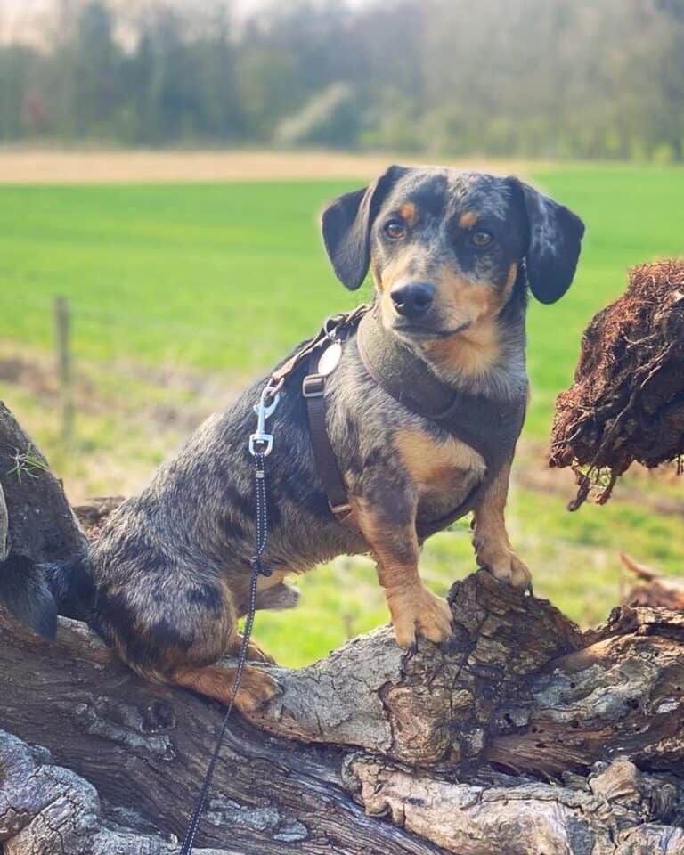 53 Most Adorable Jack Russell Terrier Mixes (With Pictures)