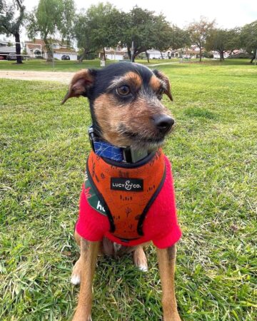 53 Most Adorable Jack Russell Terrier Mixes (With Pictures)