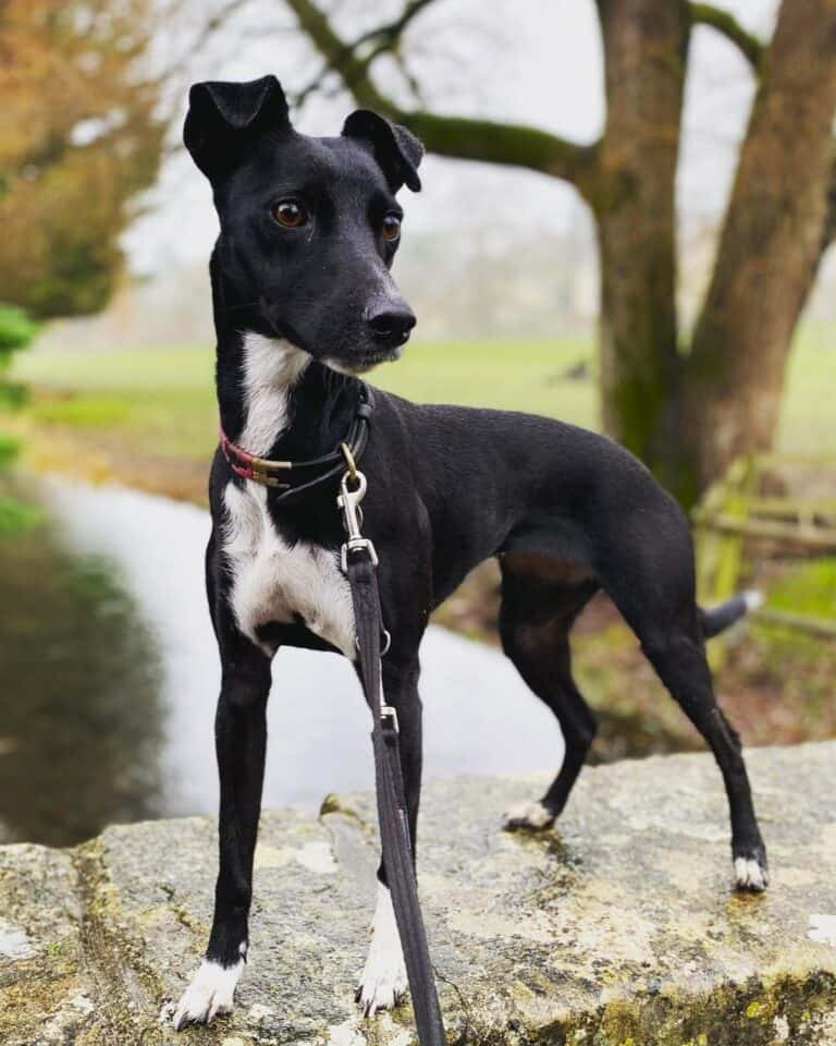 35 Whippet Mixes: A Complete Guide (With Pictures)