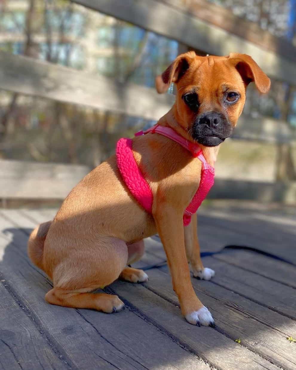 53 Most Adorable Jack Russell Terrier Mixes (With Pictures)