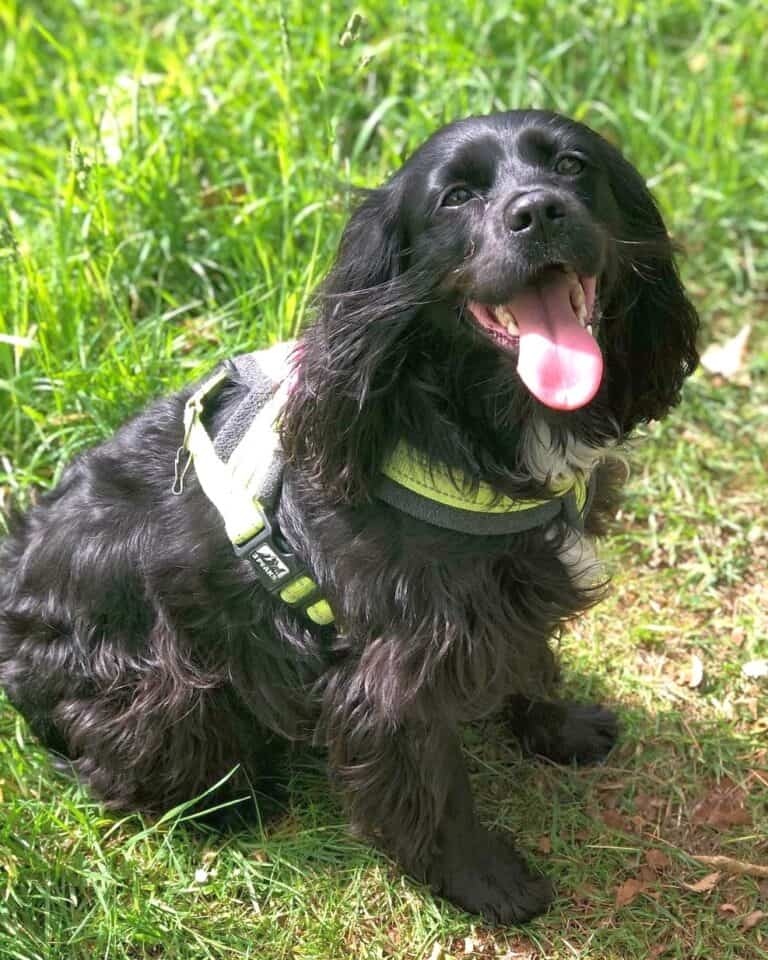 29 English Springer Spaniel Mixes (With Pictures)