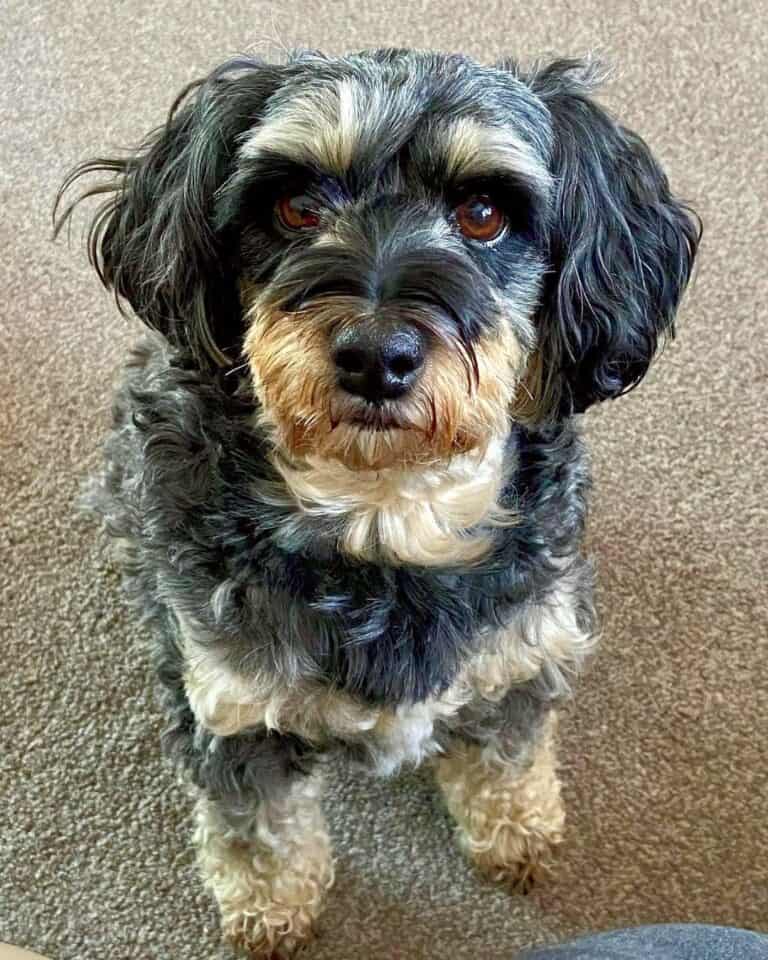 48 Adorable Cocker Spaniel Mixes (With Pictures)