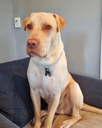 21 Adorable Shar-Pei Mixes You Need to Know