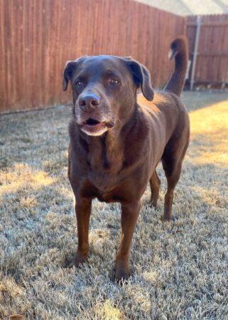 11 Unique Irish Setter Mixes You'll Love (With Pictures)