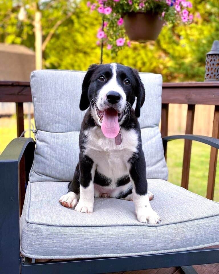 Saint Bernard Mixes: 37 Giant Crossbreeds (With Pictures)