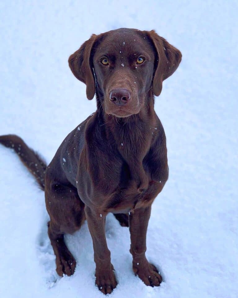22 Beautiful Weimaraner Mixes You'll Love (With Pictures)