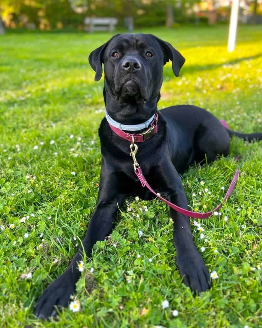 18 Popular Cane Corso Mixes You'll Love (With Pictures)