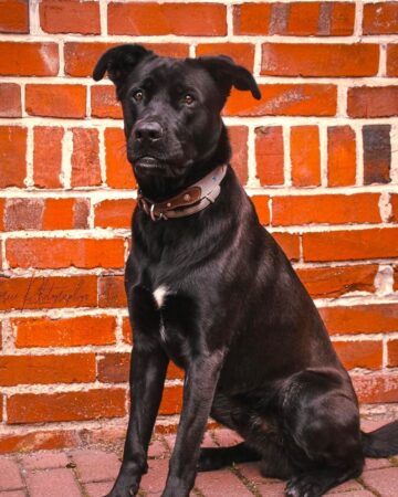 24 Belgian Malinois Mixes to Know (With Pictures)