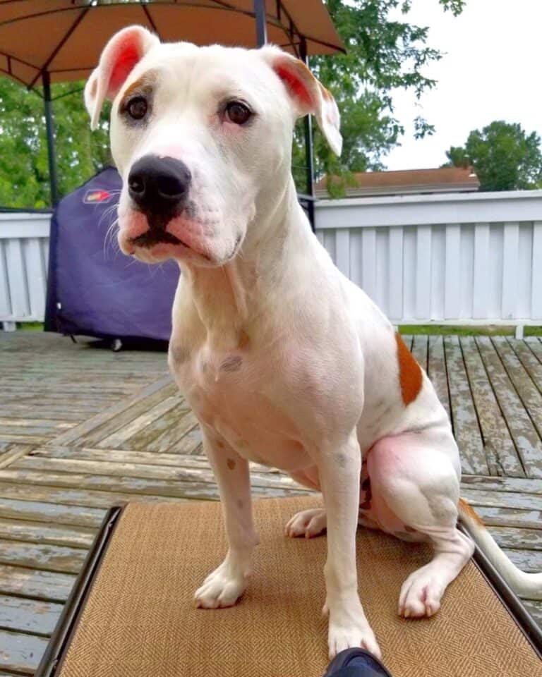19 Adorable Bull Terrier Mixes You'll Love (With Pictures)
