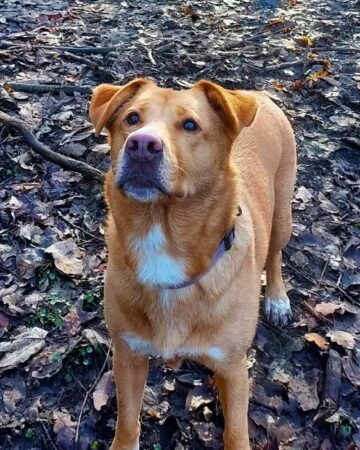 45 Unique Akita Mixes: An Ultimate Guide (With Pictures)