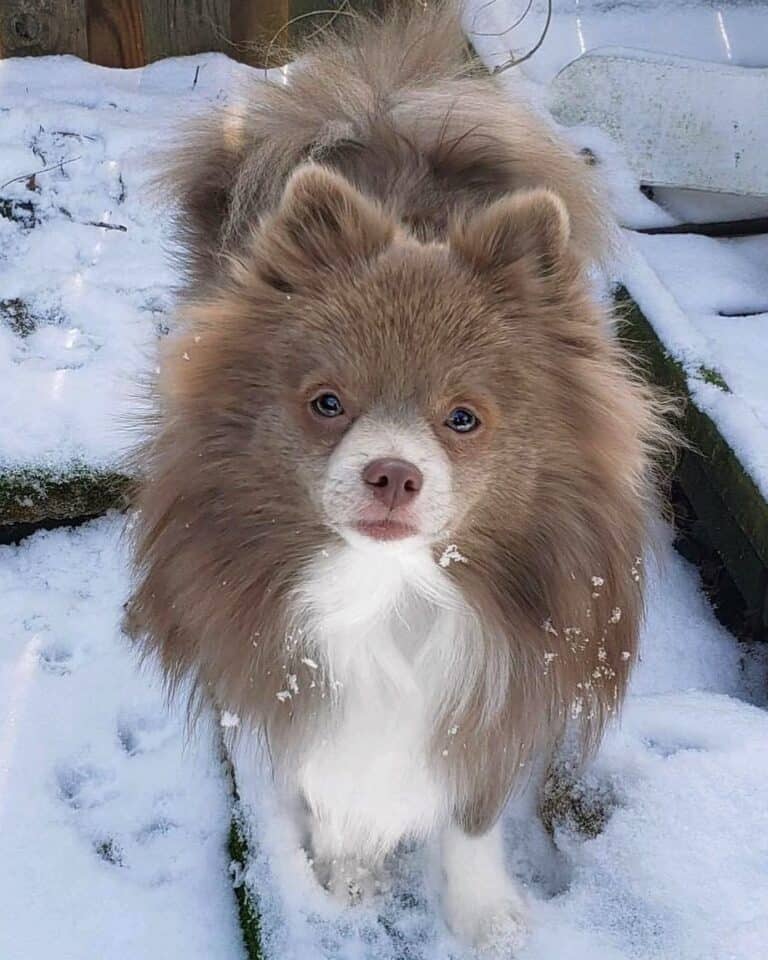 25 Pomeranian Colors, Markings & Patterns (With Pictures!)