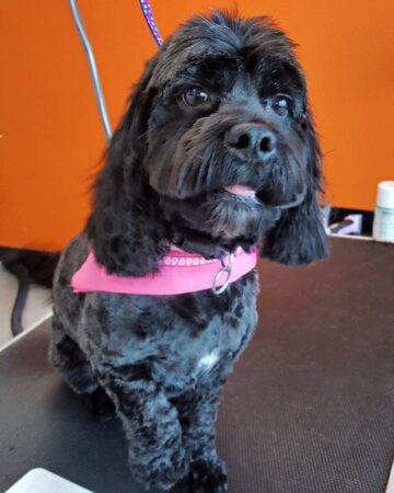 48 Adorable Cocker Spaniel Mixes (With Pictures)