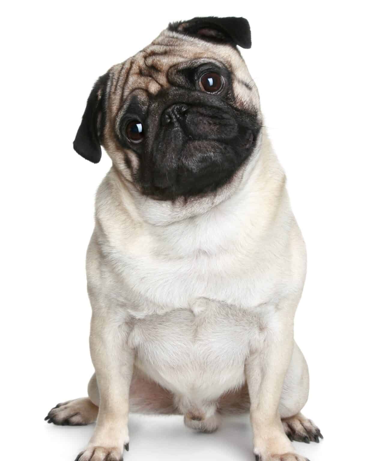 20 Pug Colors Explained (With Pictures!) - Happy Dog Breeds
