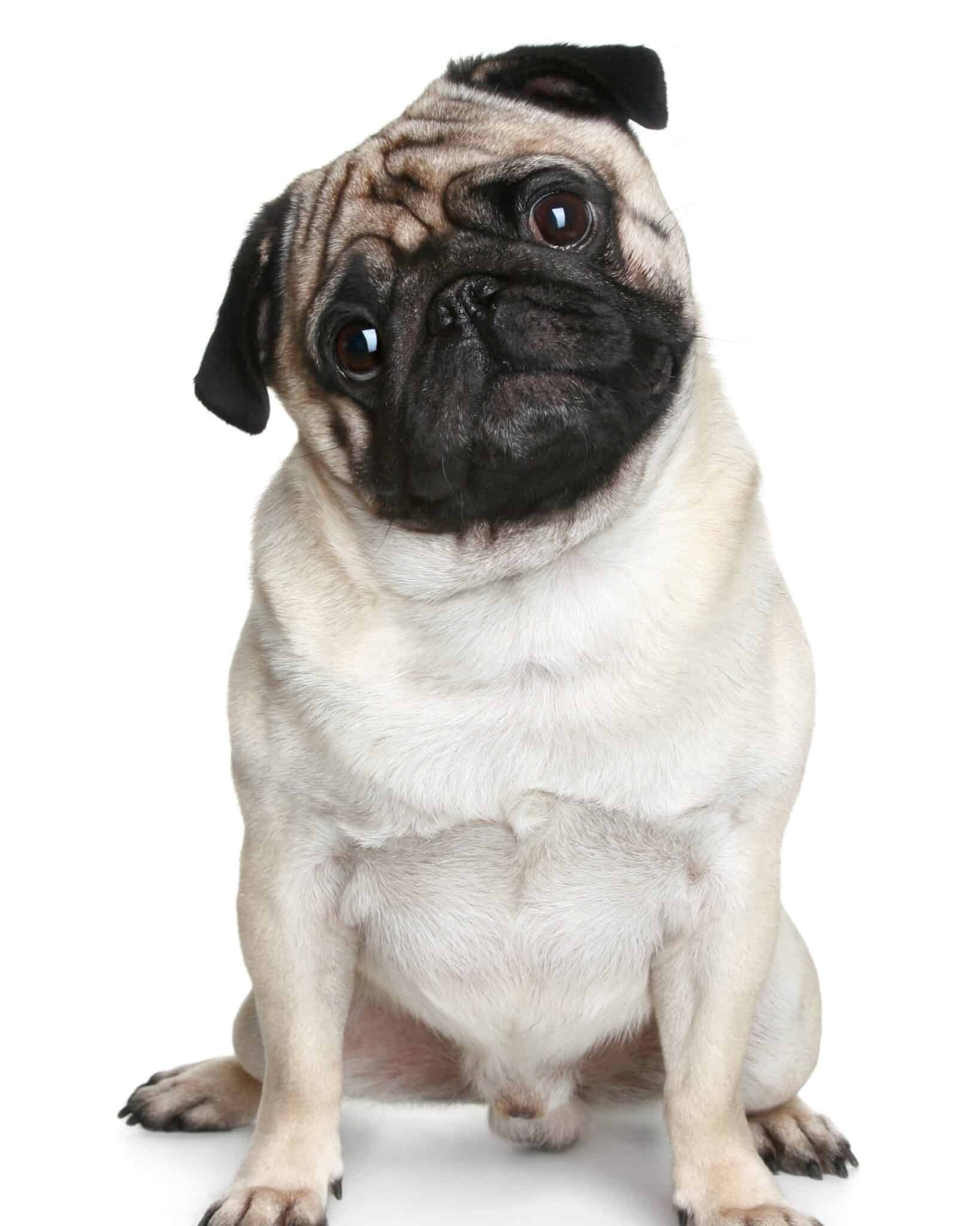 20 Pug Colors Explained (With Pictures!) - Happy Dog Breeds