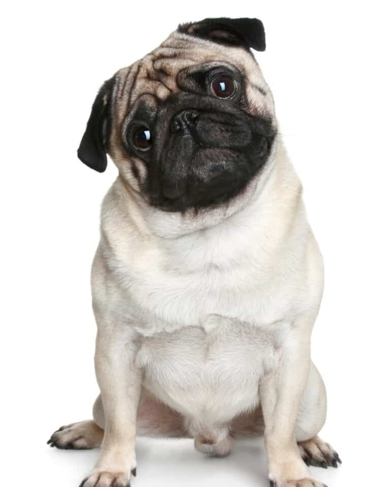 20 Pug Colors Explained (With Pictures!) - Happy Dog Breeds