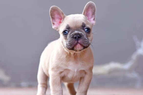 White Pugs (Leucistic & Albino Pugs): A Complete Guide