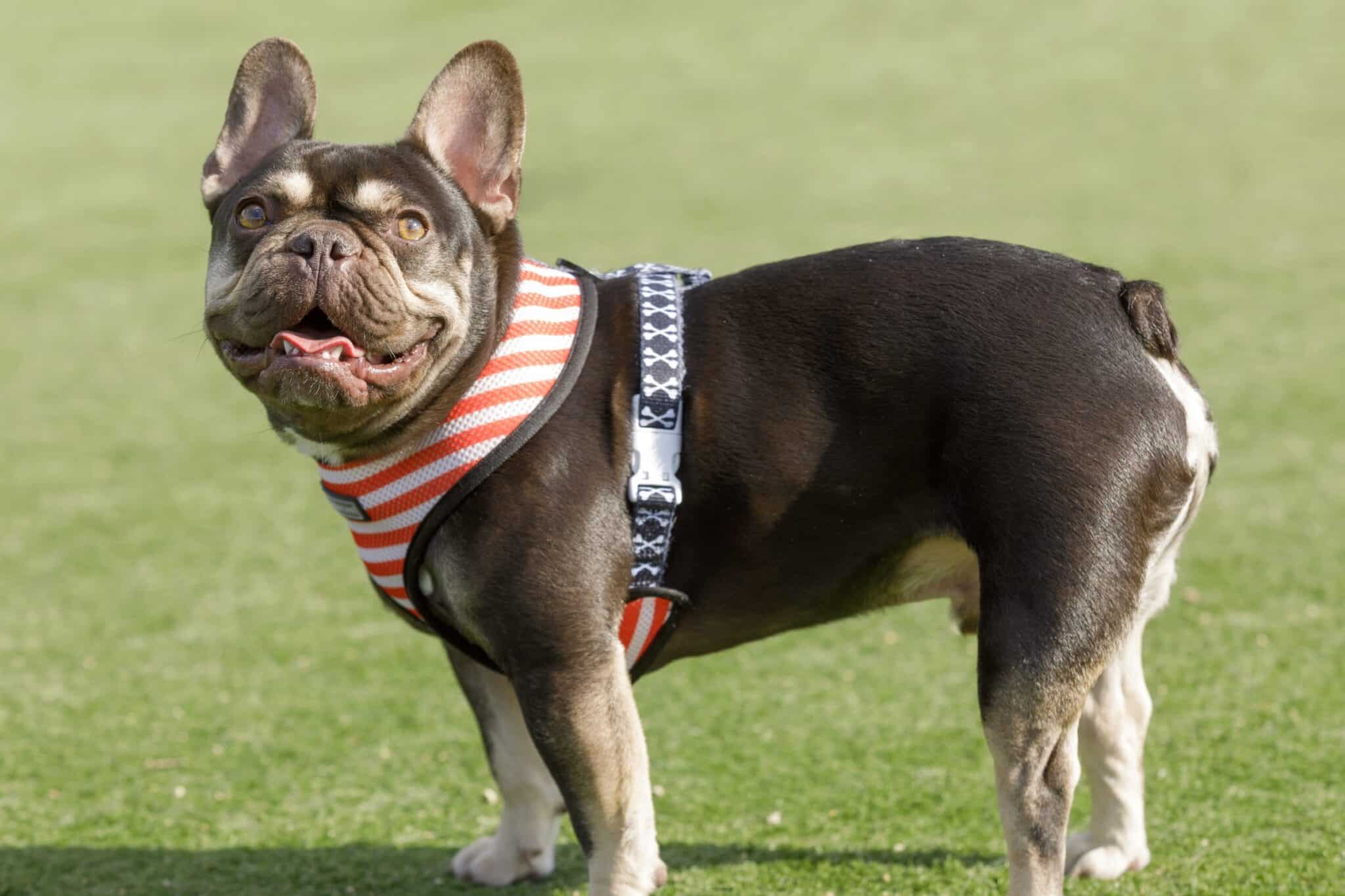 Lilac French Bulldog: Facts, Genetics, Health & Pictures