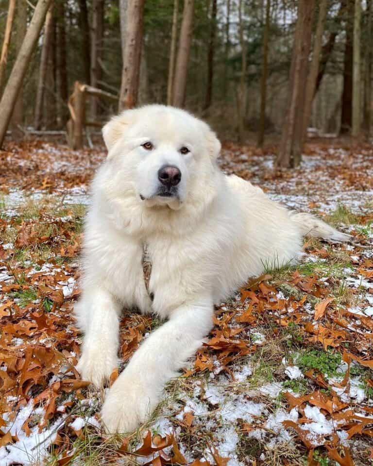 28 Great Pyrenees Mixed Breeds (With Pictures)