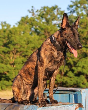 24 Belgian Malinois Mixes to Know (With Pictures)