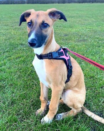 Greyhound Mixes: 24 Skinny Crossbreeds (With Pictures)