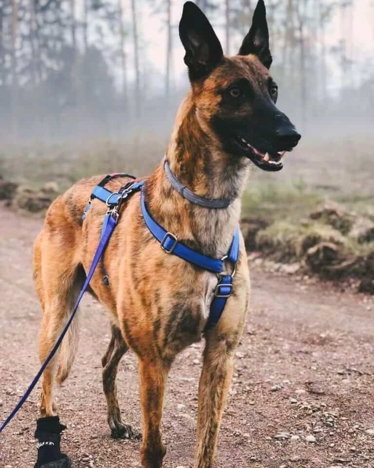 24 Belgian Malinois Mixes to Know (With Pictures)