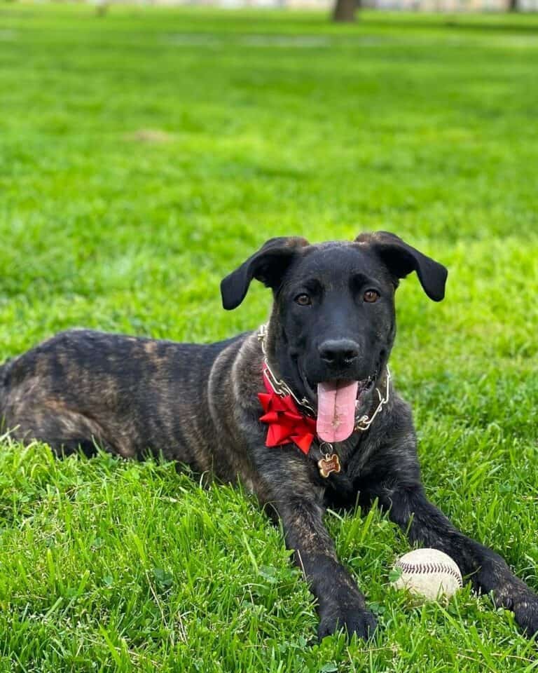 24 Belgian Malinois Mixes to Know (With Pictures)