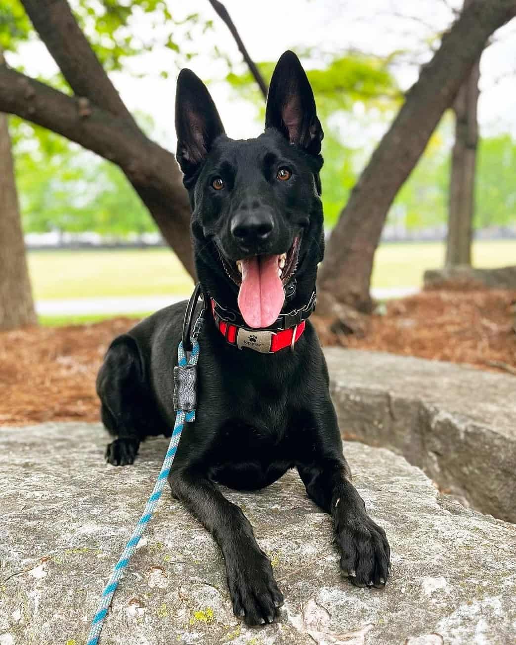 24 Belgian Malinois Mixes to Know (With Pictures)