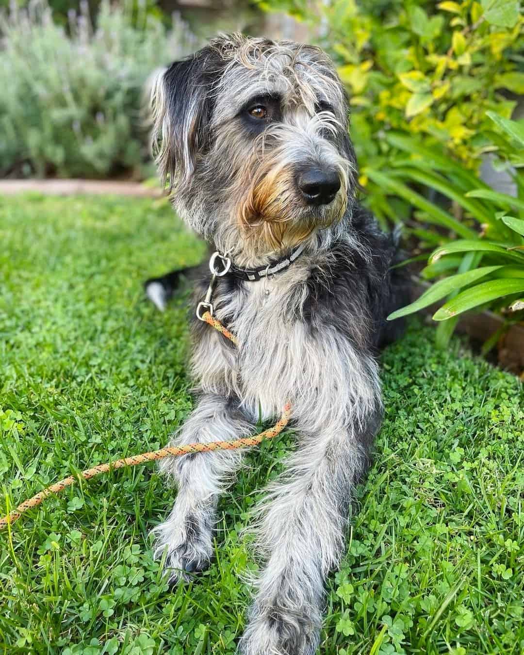 24 Belgian Malinois Mixes to Know (With Pictures)