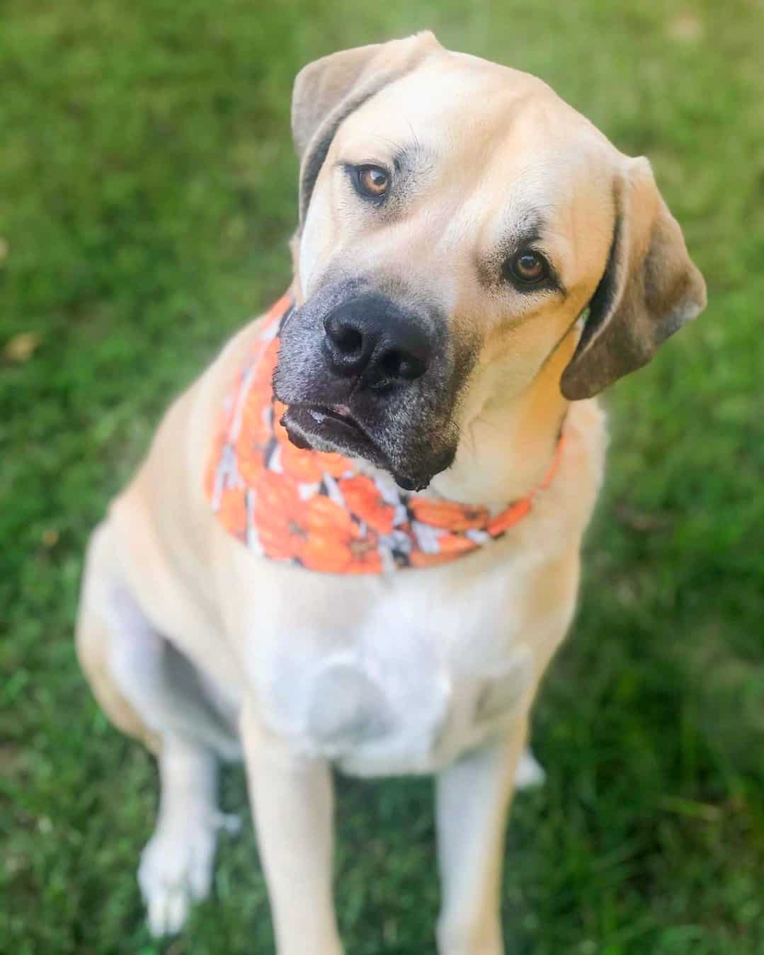 28 Great Pyrenees Mixed Breeds (With Pictures)