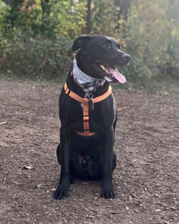 Mastiff Mixes: 43 Powerful and Unique Crossbreeds