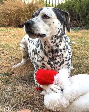 35 Dalmatian Mixes That Hit the “Spot” (With Pictures)