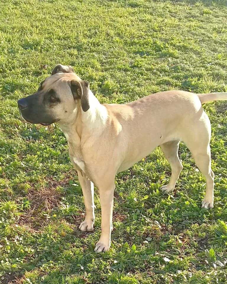 Greyhound Mixes: 24 Skinny Crossbreeds (With Pictures)