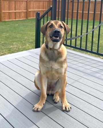 Mastiff Mixes: 43 Powerful and Unique Crossbreeds