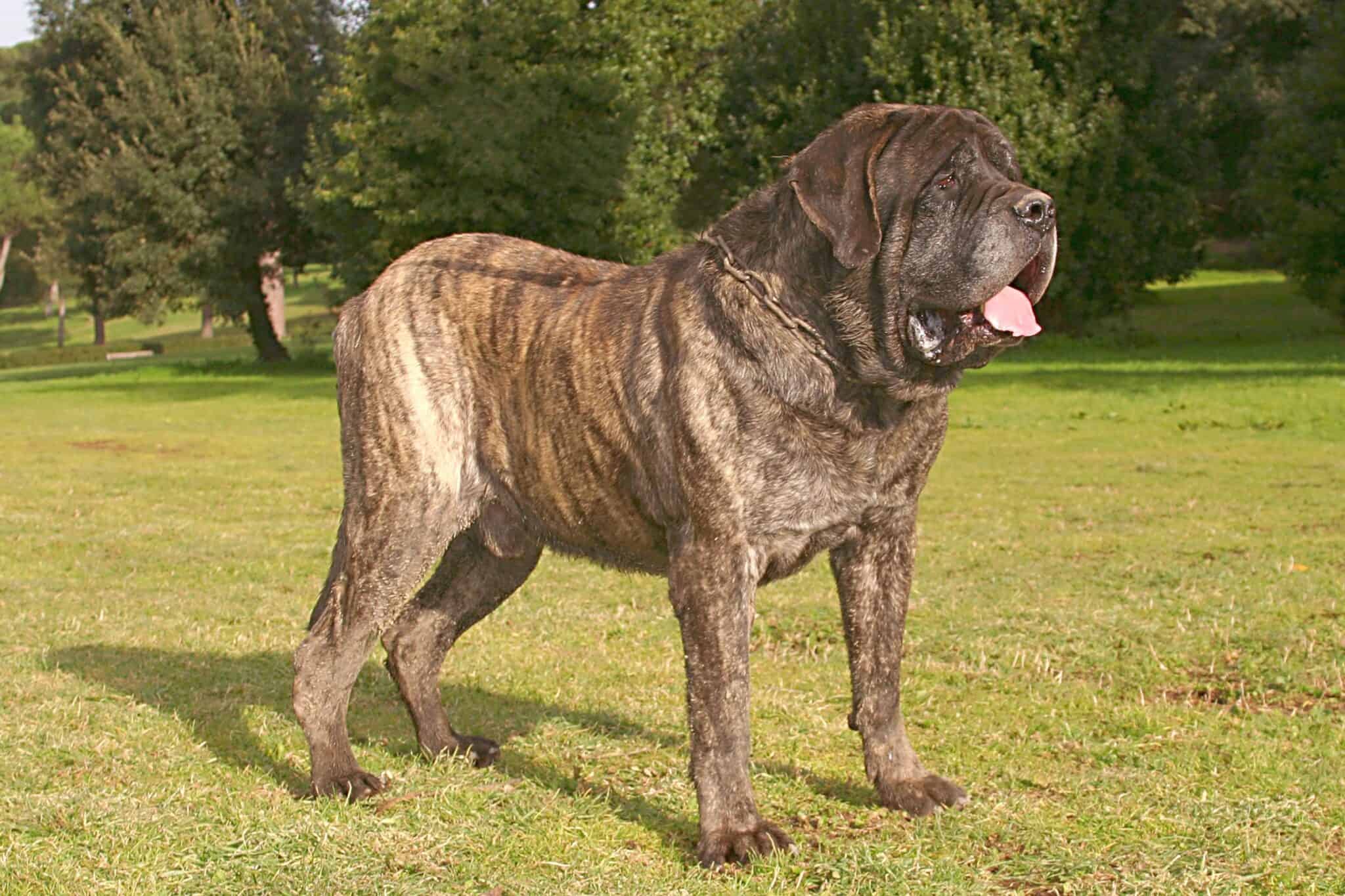 Mastiff Mixes: 43 Powerful and Unique Crossbreeds