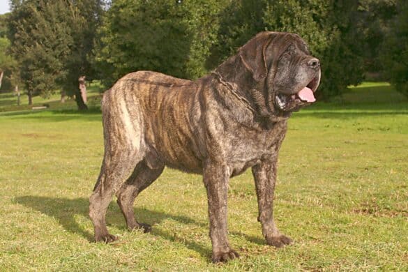 Boxerman | Mixed Breed Information, Pictures, Traits & Facts