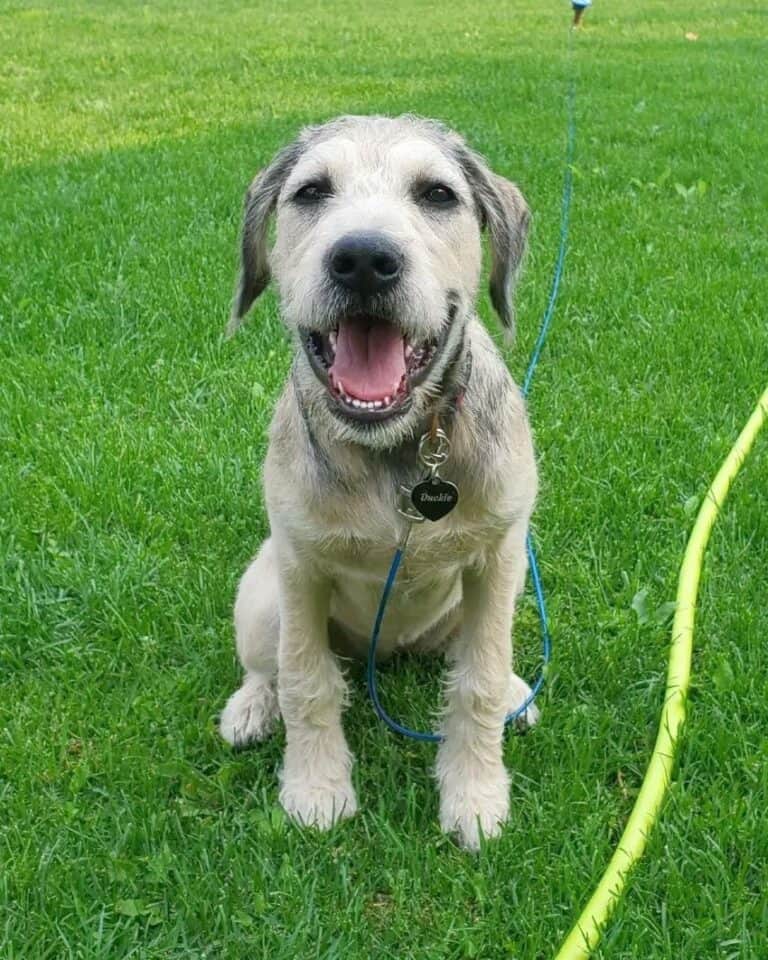 Mastiff Mixes: 43 Powerful and Unique Crossbreeds