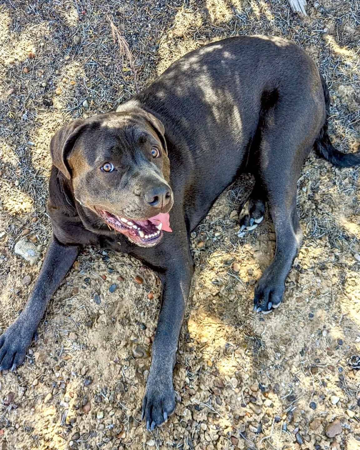 Mastiff Mixes: 43 Powerful and Unique Crossbreeds