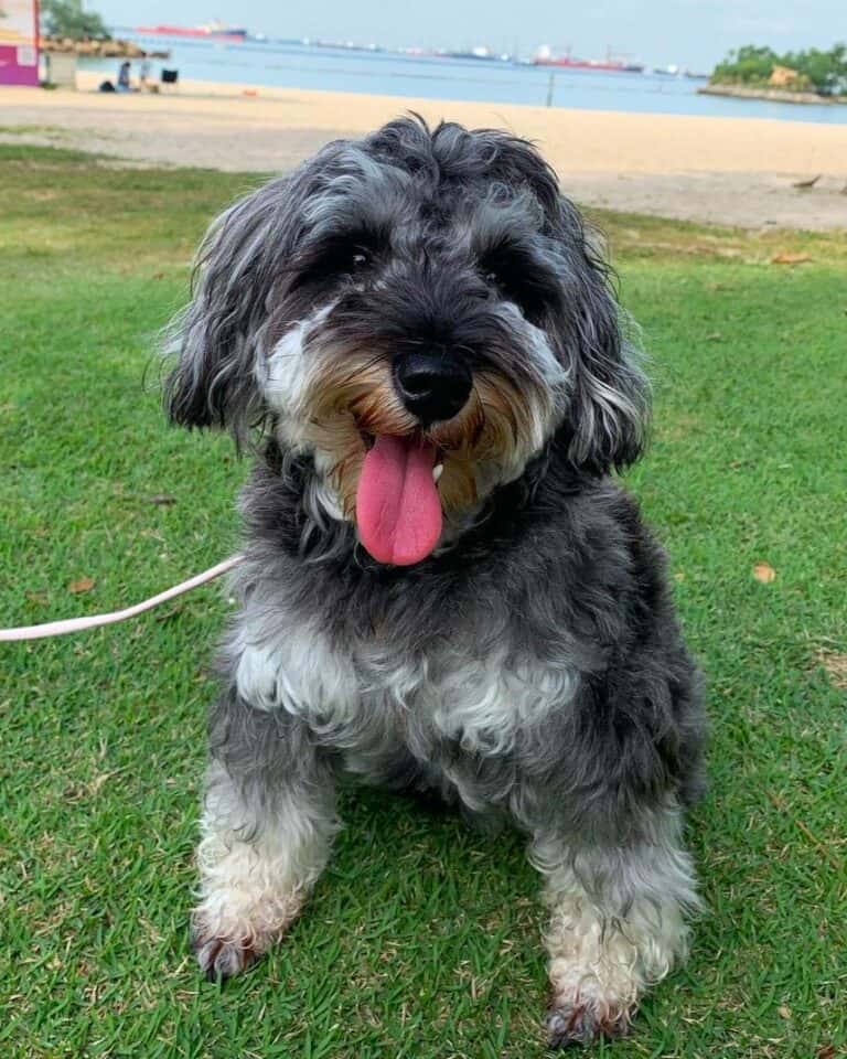 33 Adorable Schnauzer Mixes You Must See! (With Pictures)